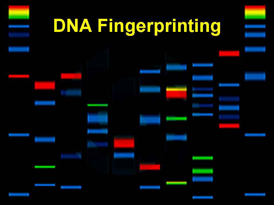 Made Up In Britain DNA Forensics Alec Jeffreys 1984 Made Up In Britain DNA Forensics Alec Jeffreys 1984